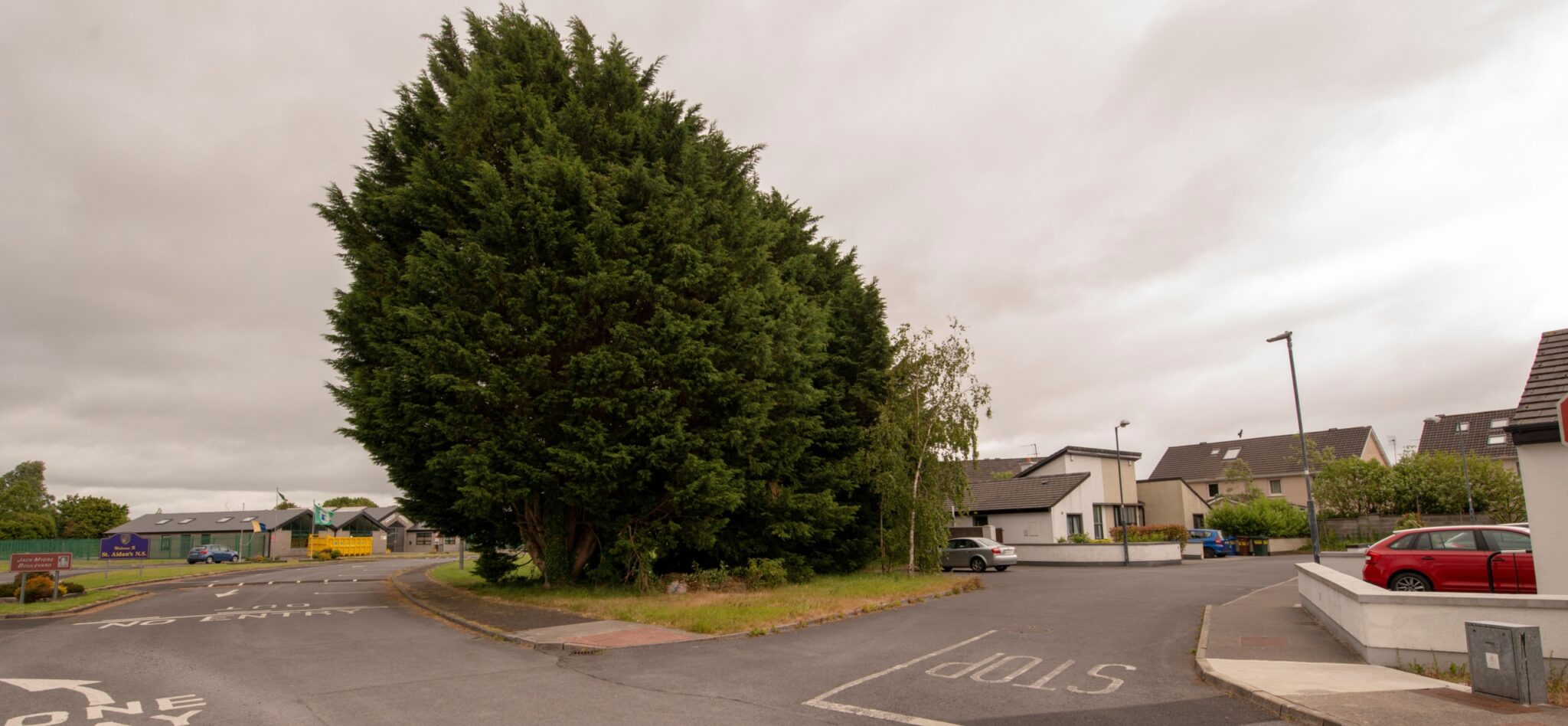 'Dangerous Shannon trees' prompts safety review - Clare Echo